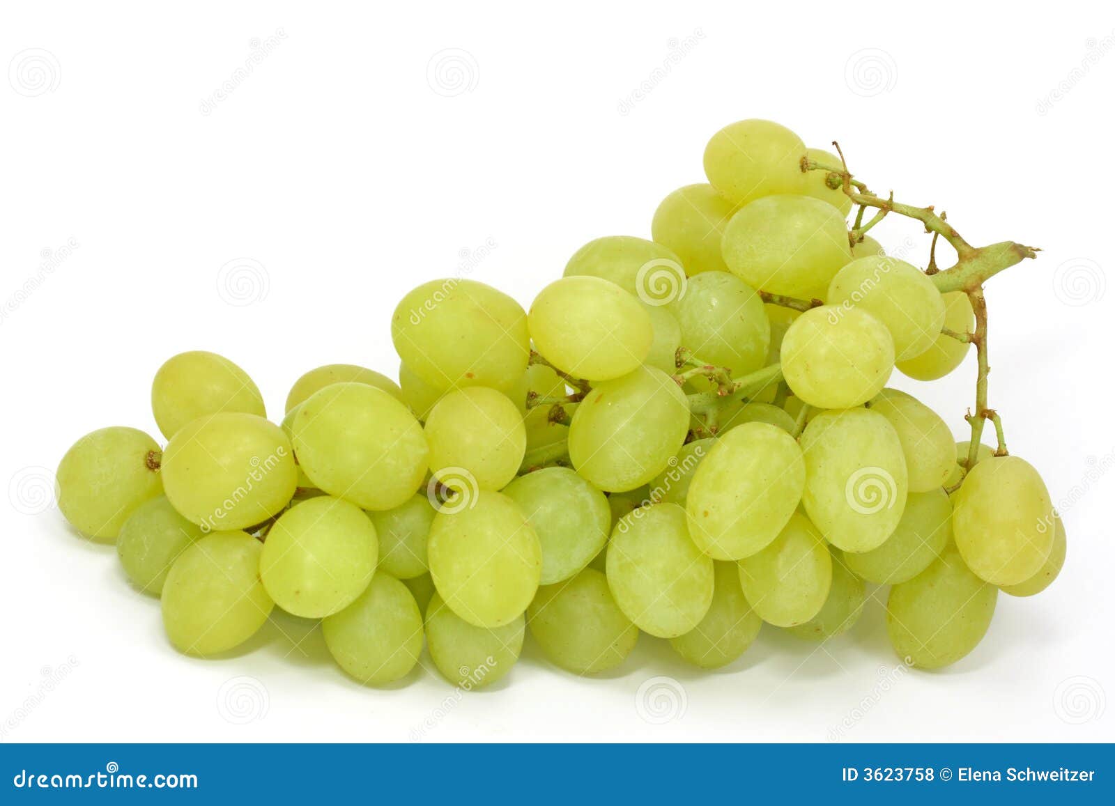 Groene druiven stock foto. Image of vitamine, kleur, wijnstok - 3623758