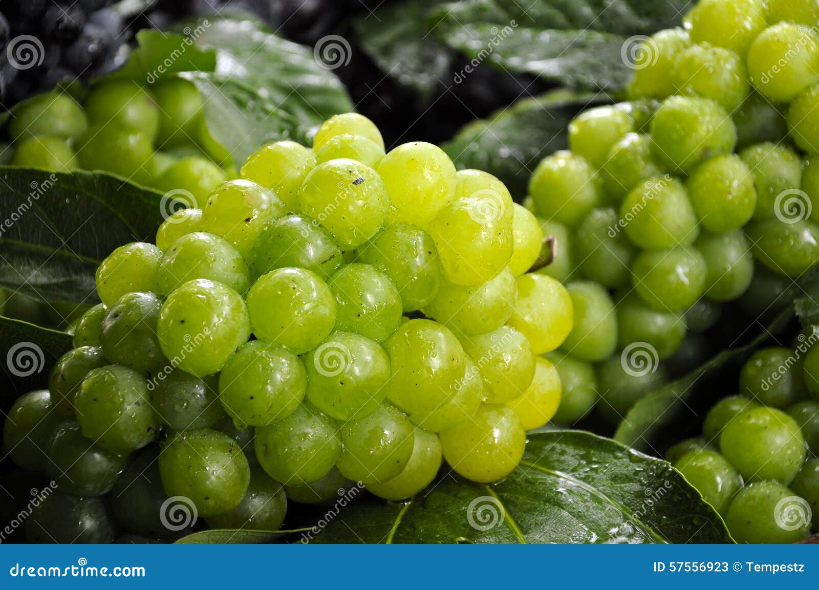 Groene Druiven stock afbeelding. Image of snack, water - 57556923