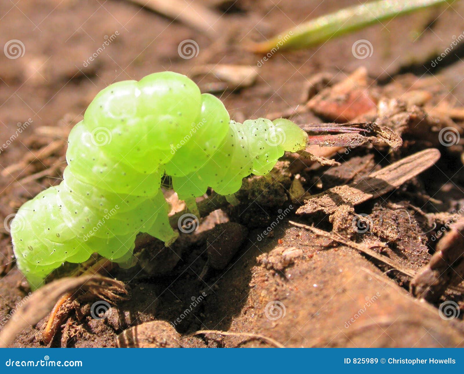 Groene duimWorm stock afbeelding. Afbeelding bestaande uit groen - 825989