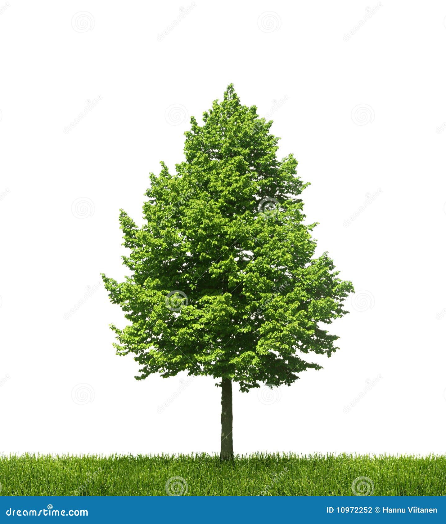 Groene Eenzame Boom Op Witte Achtergrond Stock Foto - Image of ...