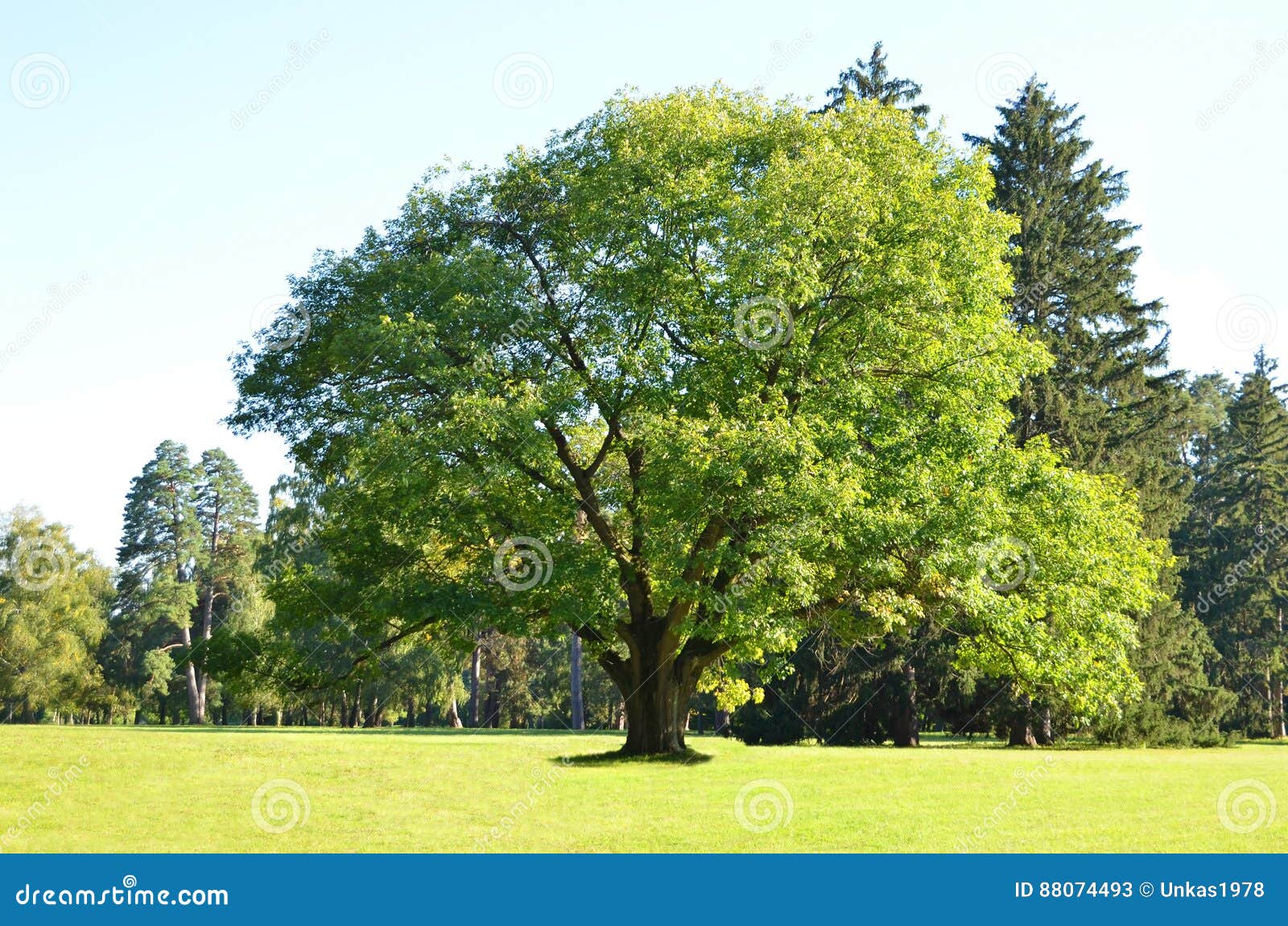 Groene eiken boom stock afbeelding. Image of ecosysteem - 88074493