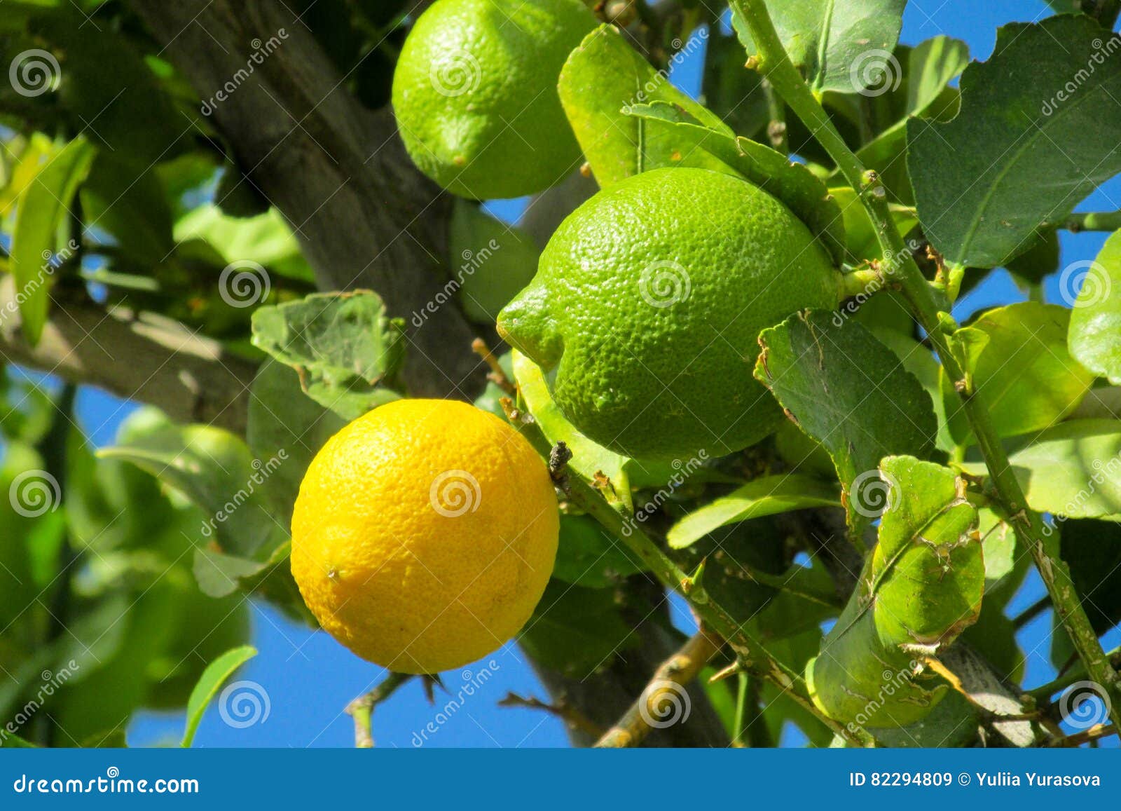 Groene En Gele Citroen Op De Boom Stock Afbeelding - Image of dieet ...
