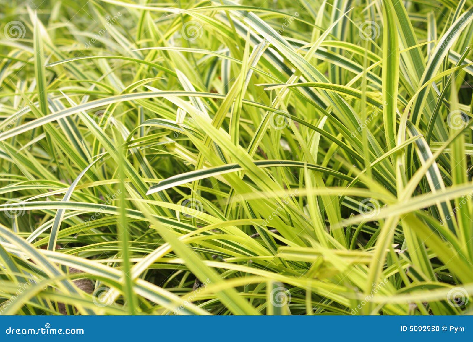 Groene en Gele Grassen stock foto. Image of openlucht - 5092930