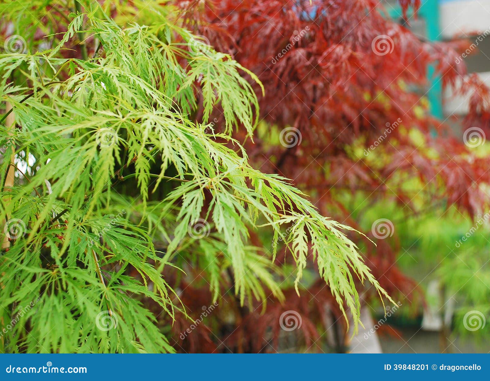 Groene En Rode Acer-Bladeren Stock Afbeelding - Image of japan, blad ...