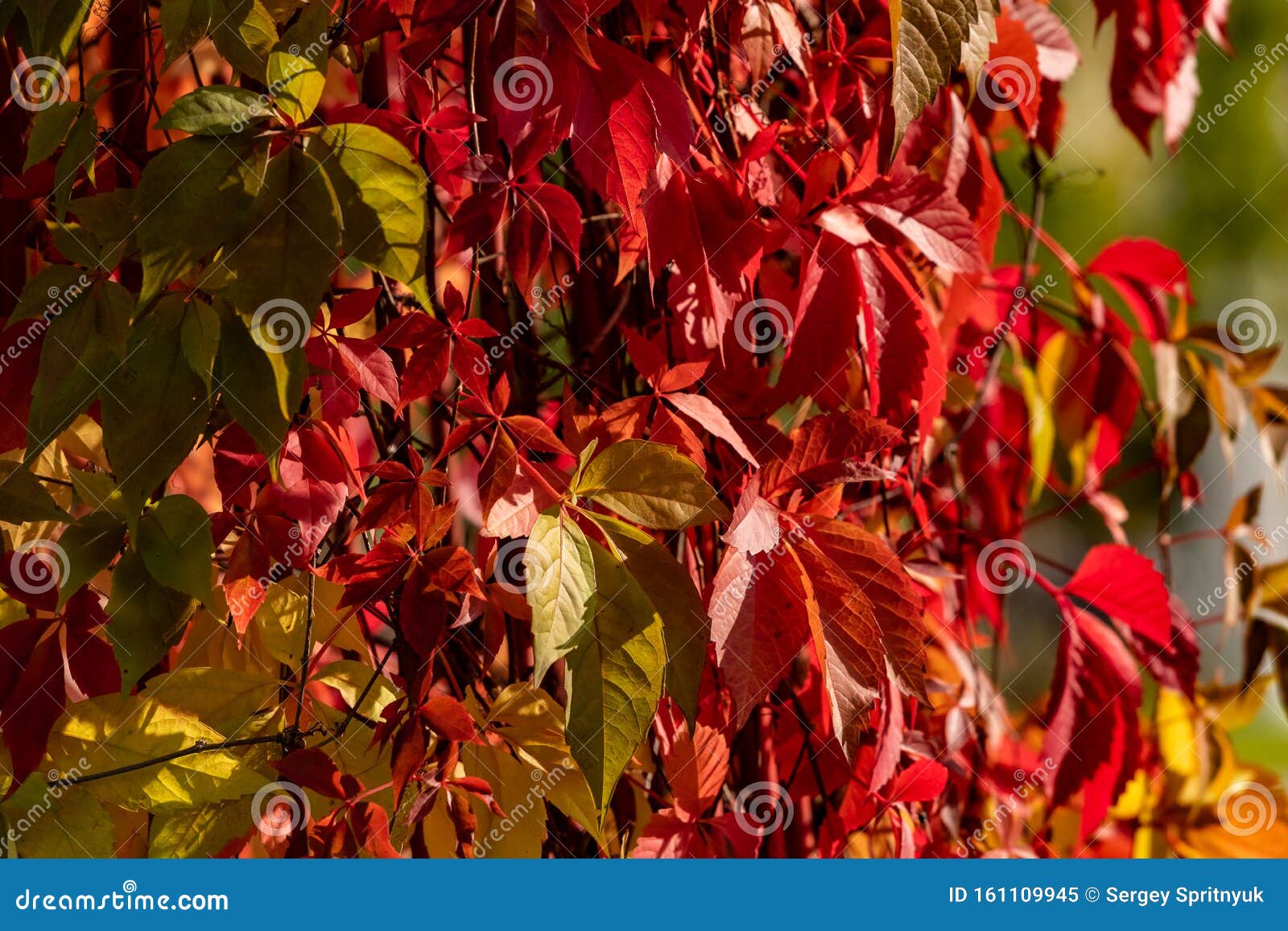 Groene En Rode Bladeren in De Herfst Op De Struik in De Zon Stock ...
