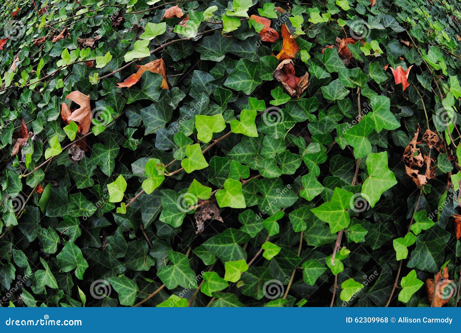 Groene Engelse Klimop stock foto. Image of engels, gegevens - 62309968