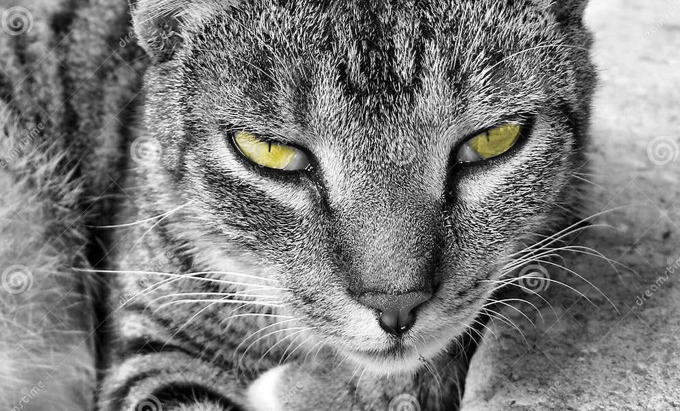 Groene eyed kat stock foto. Image of tijger, katachtig - 6098318