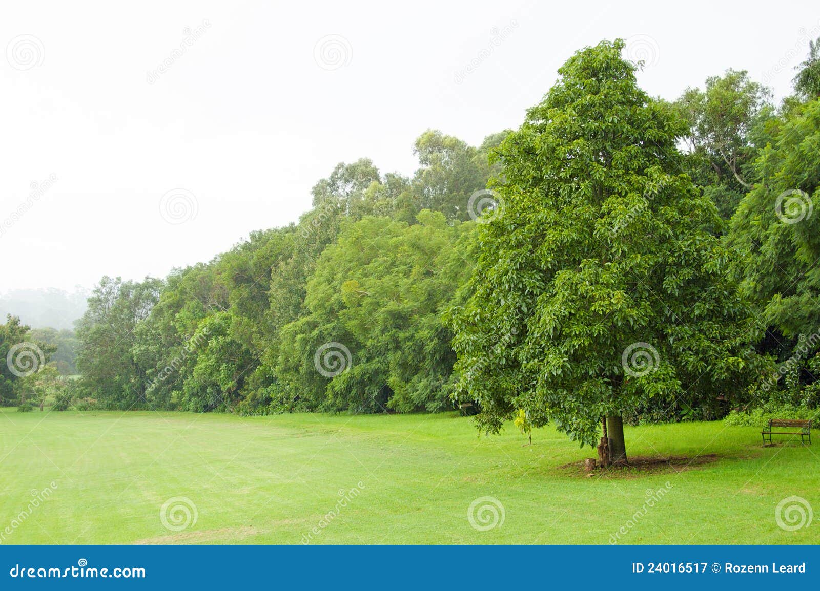 Groene gazon en bomen stock afbeelding. Image of bewolkt - 24016517