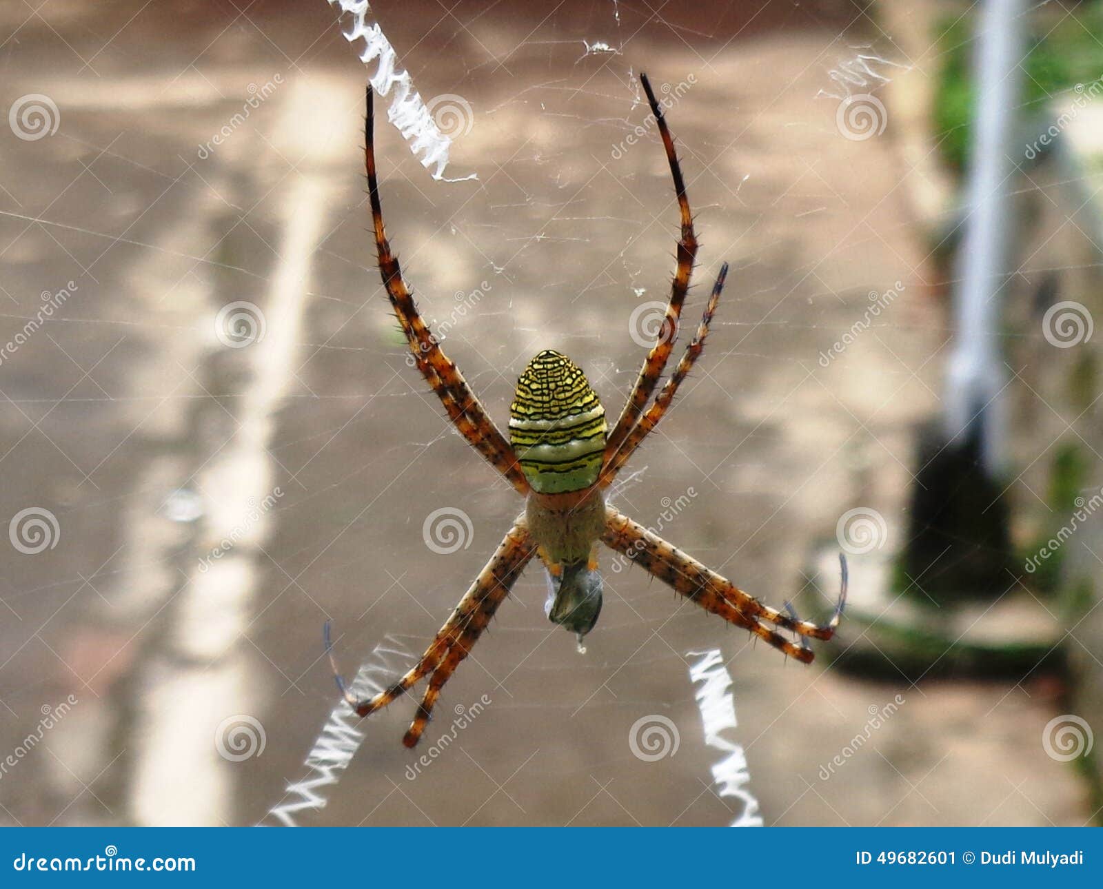 Groene gele spin stock afbeelding. Image of geel, ongeveer - 49682601