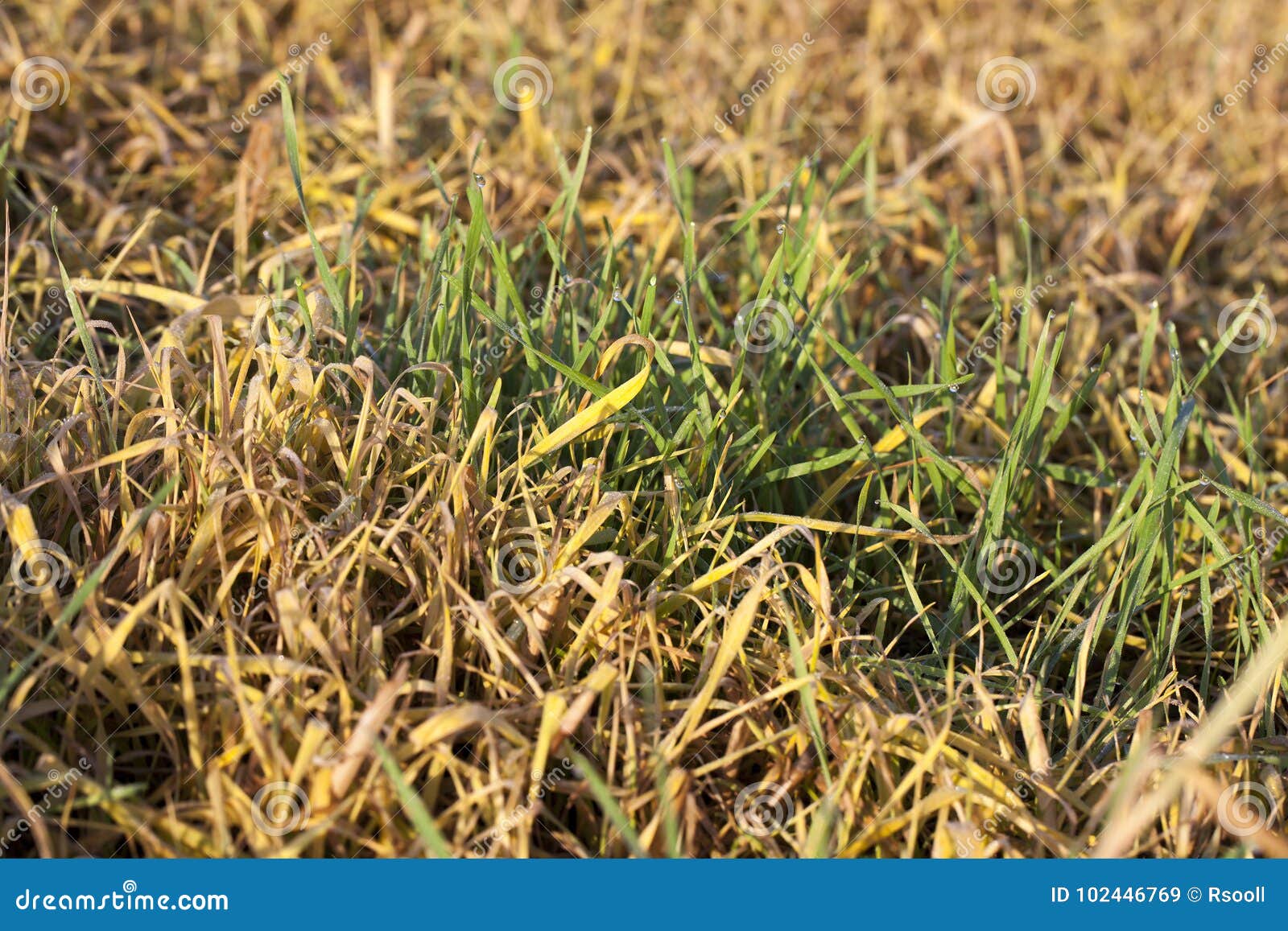 Groene gerst stock afbeelding. Image of droog, gras - 102446769