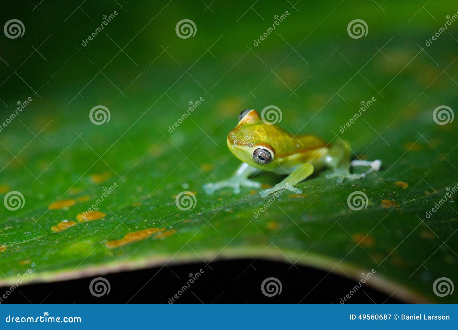Groene glaskikker stock afbeelding. Image of kikker, streep - 49560687