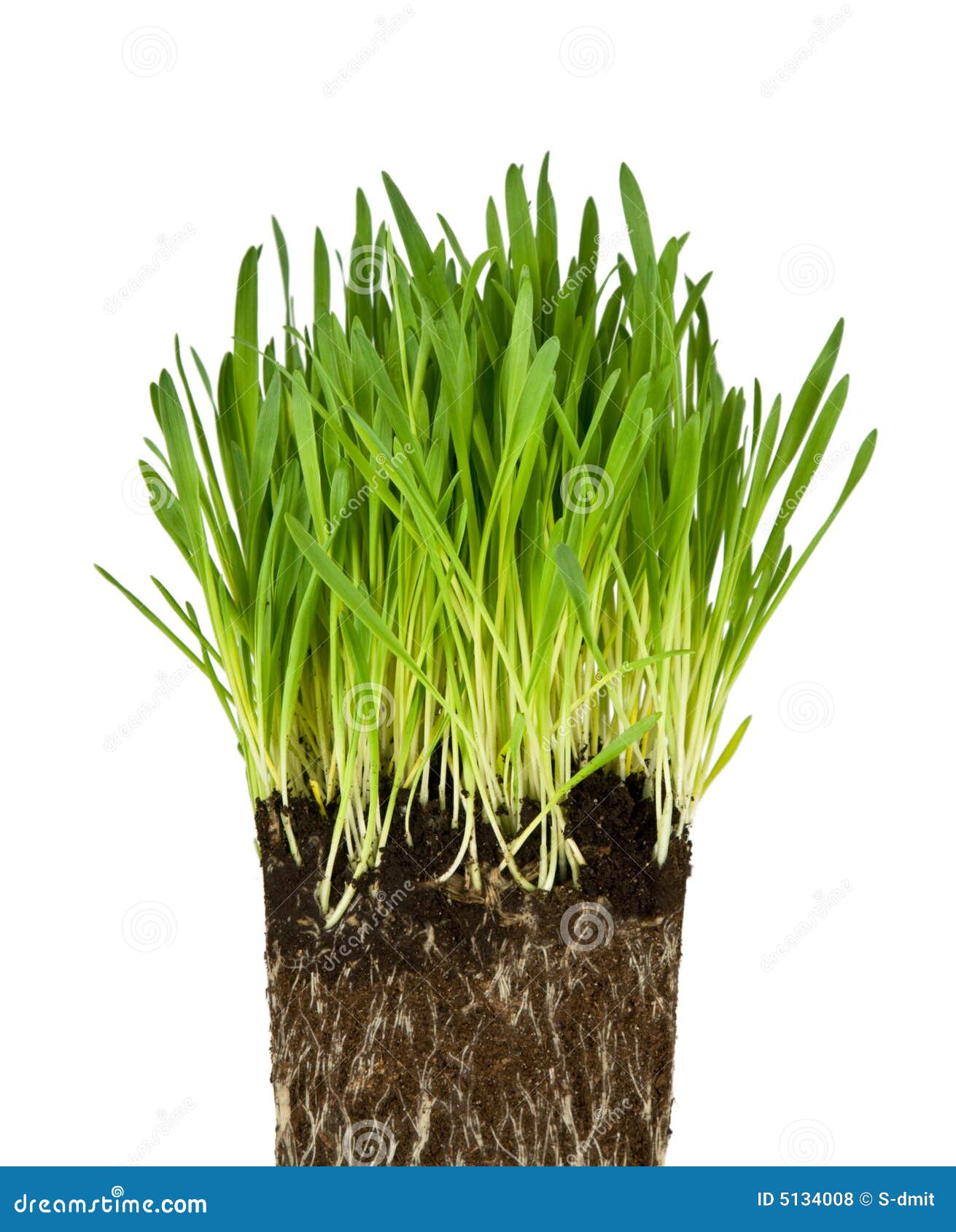 Groene gras en wortels stock foto. Image of gazon, tarwe - 5134008