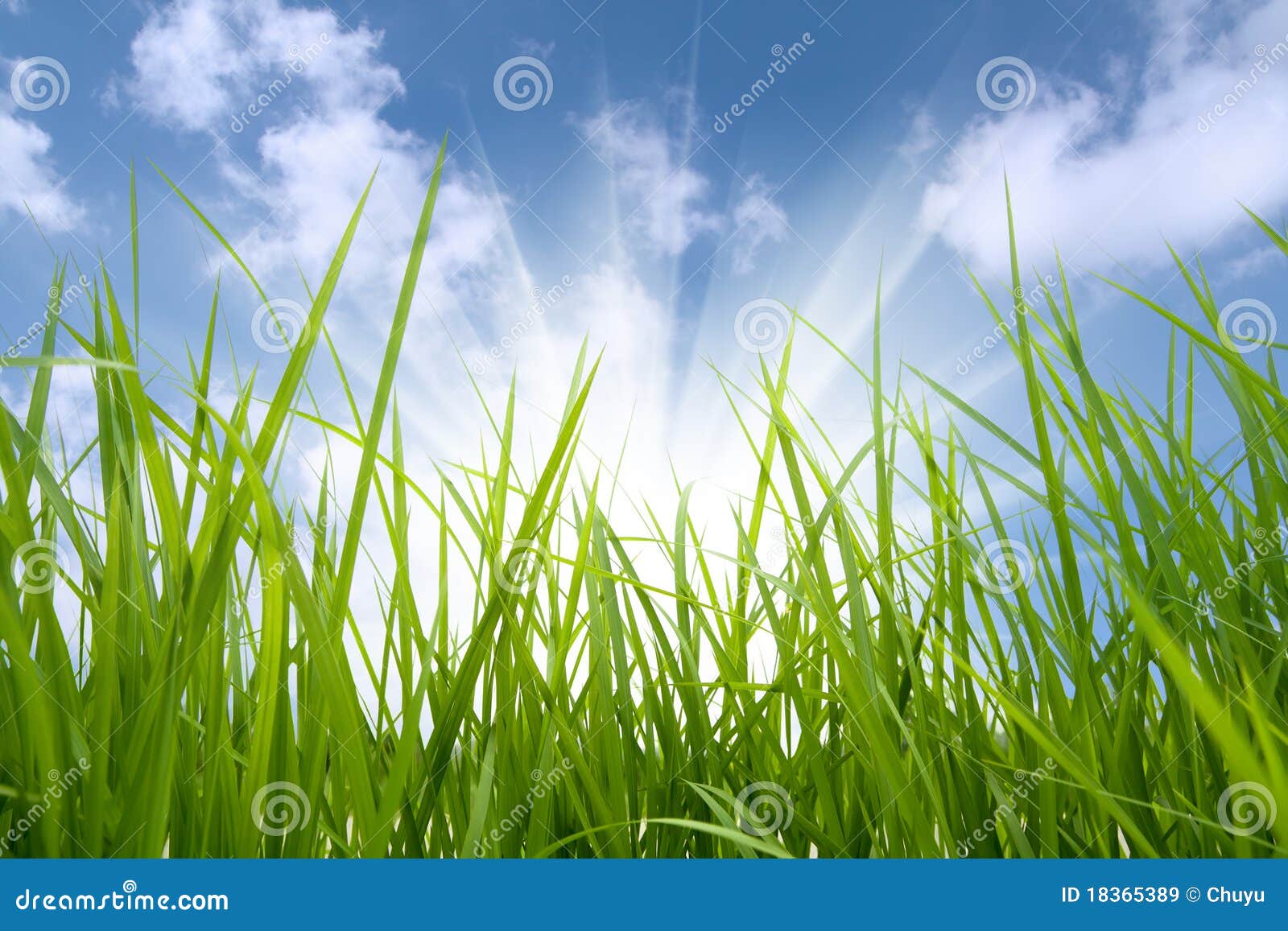 Groene gras en zon stock afbeelding. Image of versheid - 18365389