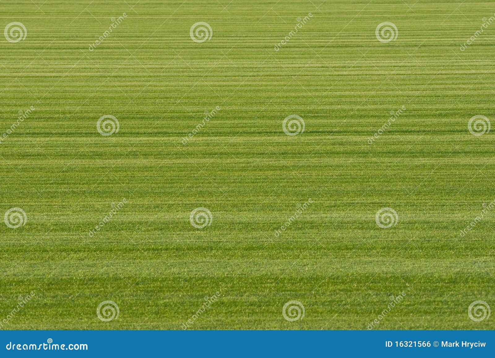 Groene Gras Het Achtergrond Van Het Gras Stock Foto - Image of helder ...