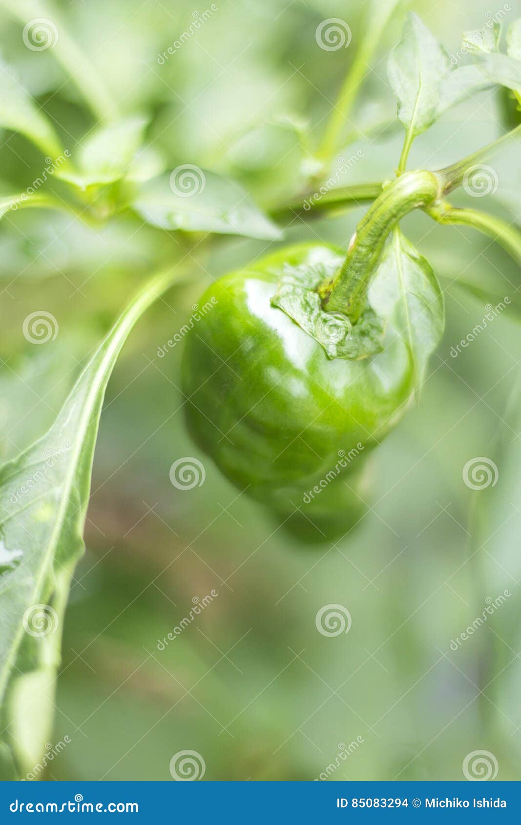 Groene Groene paprika stock foto. Image of oogst, wagon - 85083294