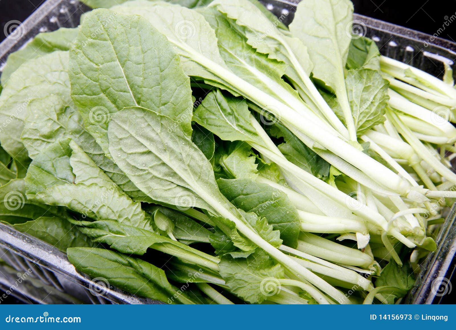 Groene groenten stock afbeelding. Image of zaailing, voedsel - 14156973