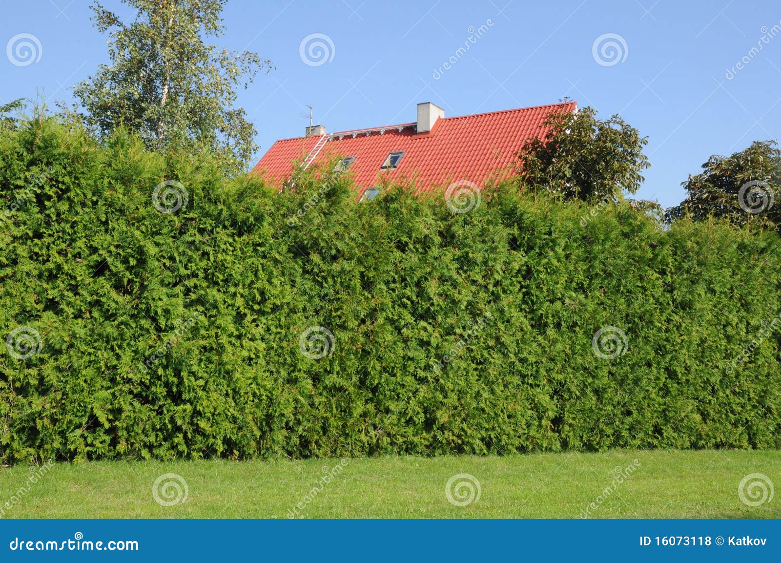 Groene haag stock foto. Image of groen, blad, geweven - 16073118
