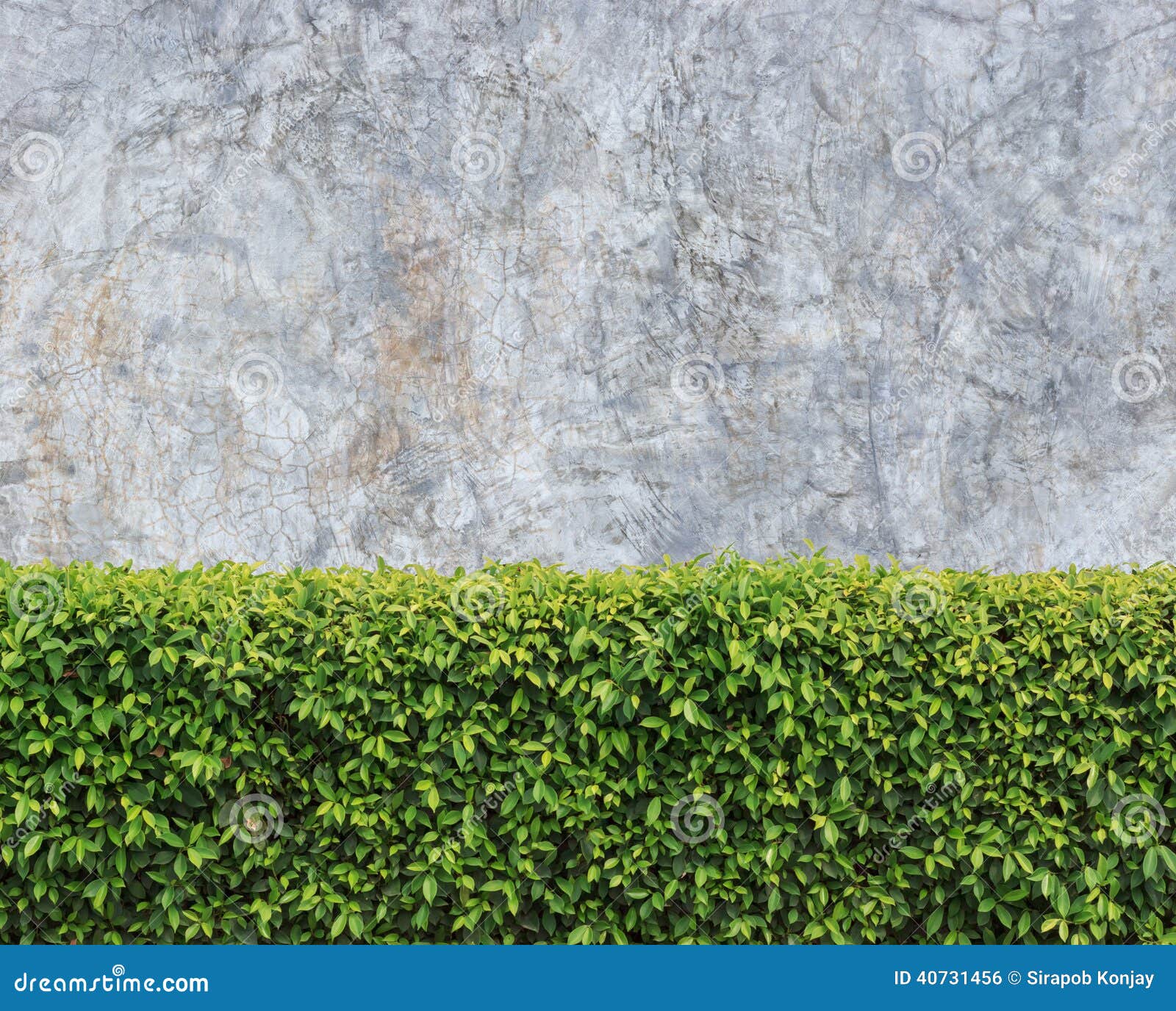 Groene haag stock foto. Image of tuin, park, versheid - 40731456