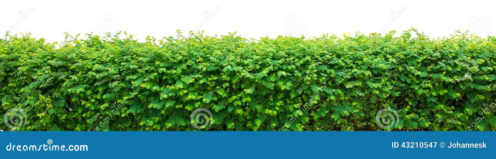 Groene haag stock afbeelding. Image of omheining, achtergrond - 43210547