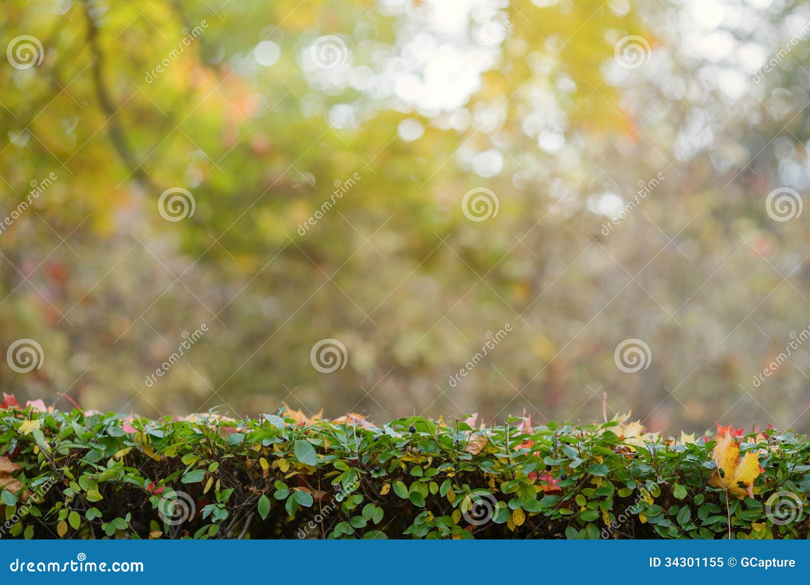 Groene Haag Met De Herfstbladeren En Achtergrond Stock Afbeelding ...