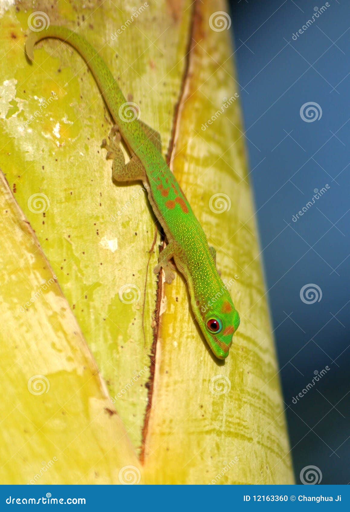 Groene hagedis stock foto. Image of tropisch, eiland - 12163360