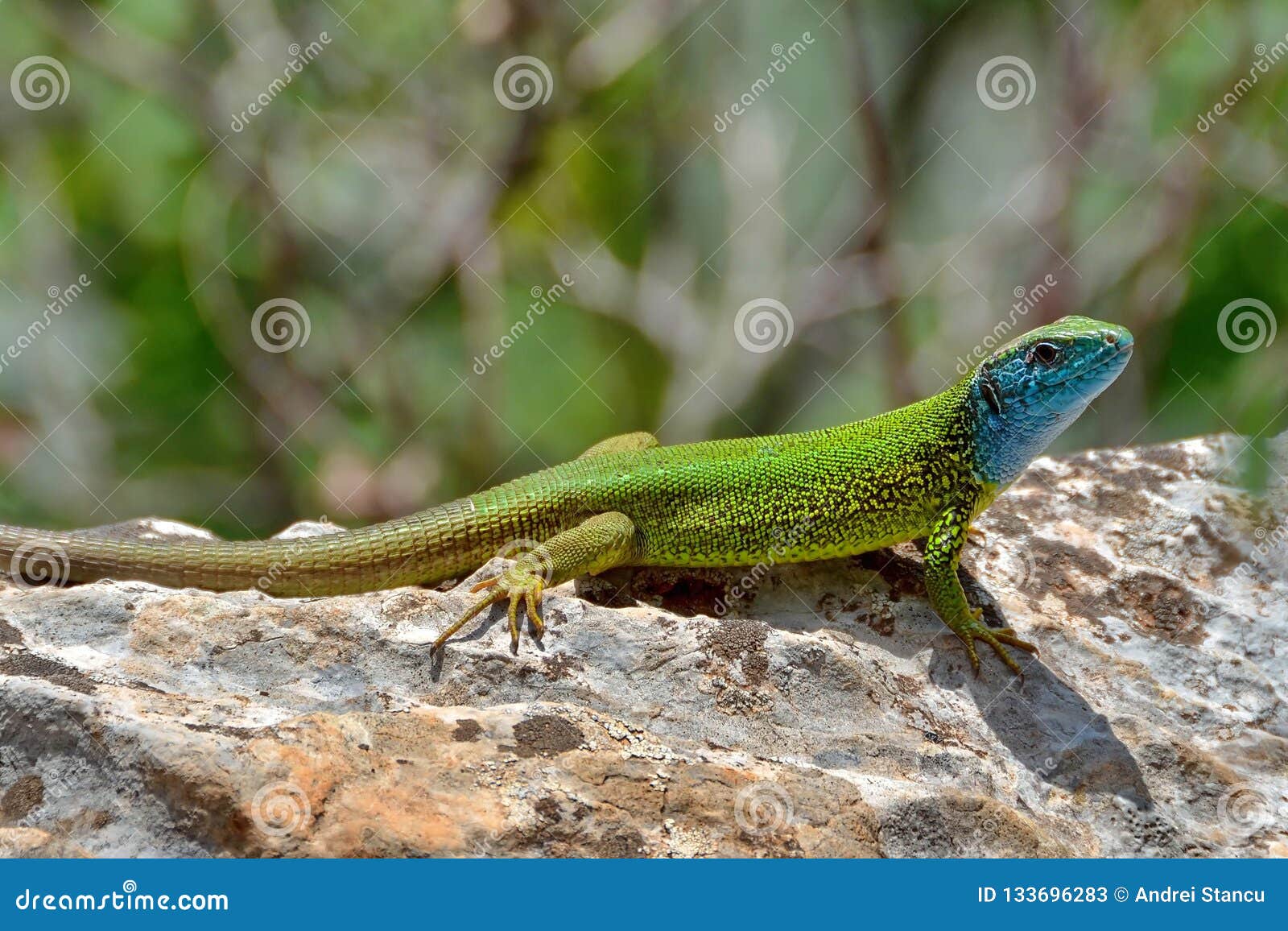 Groene Hagedis stock afbeelding. Image of zomer, rots - 133696283