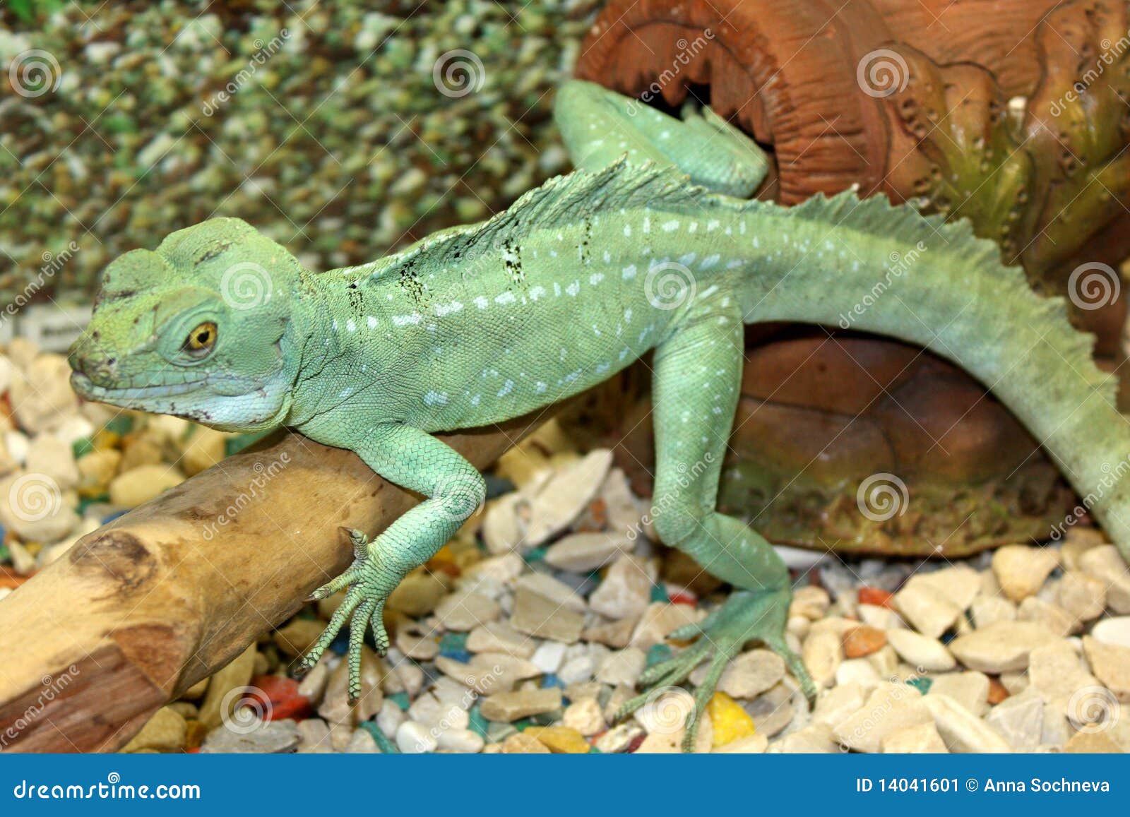 Groene hagedis stock afbeelding. Image of vrolijk, amusing - 14041601