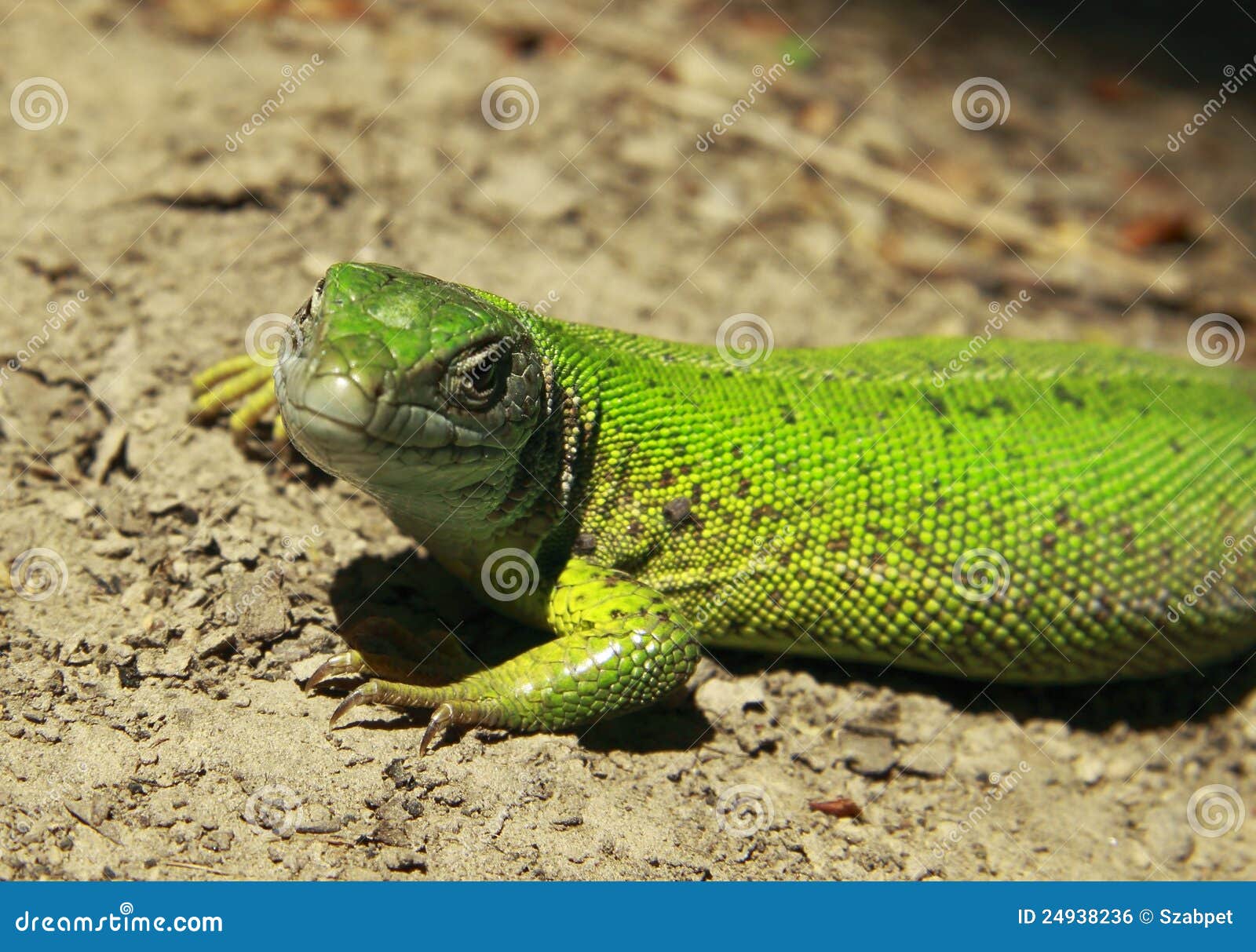 Groene hagedis stock foto. Image of dier, grond, reptiel - 24938236