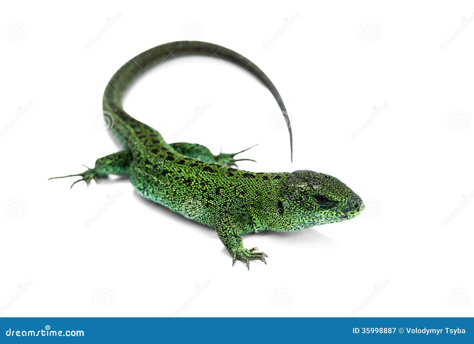 Groene hagedis stock afbeelding. Image of reptielen, hagedis - 35998887
