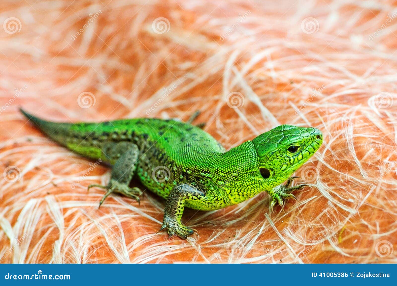 Groene Hagedis stock foto. Image of water, wild, hagedis - 41005386