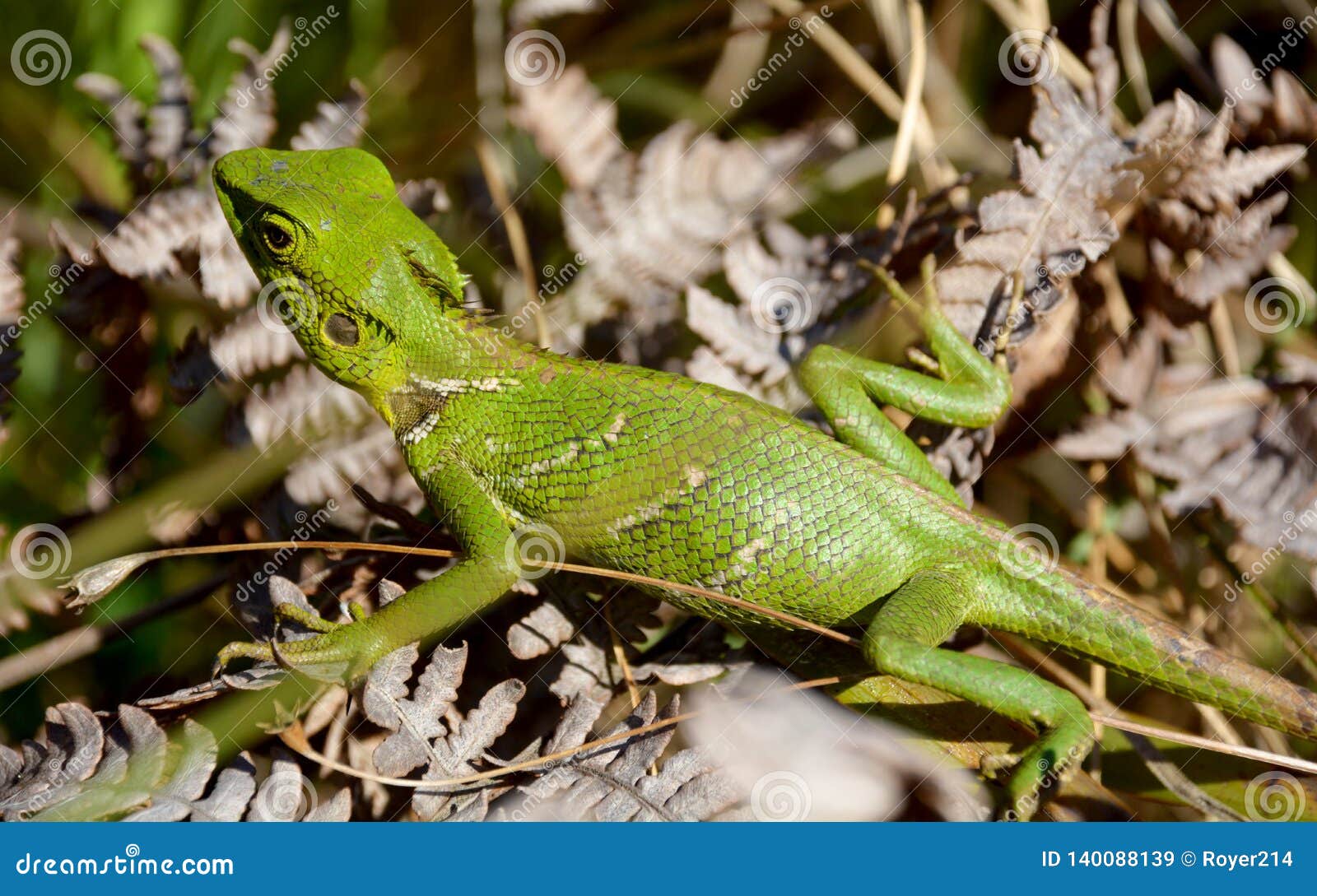 Groene Hagedis stock afbeelding. Image of hagedis, warm - 140088139