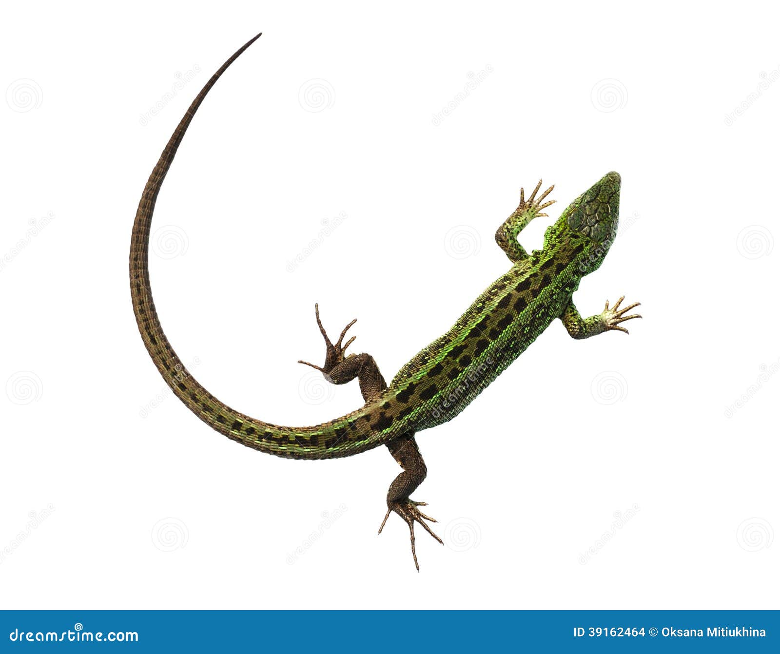 Groene Hagedis Met Gebogen Staart Stock Foto - Image of fauna, groen ...