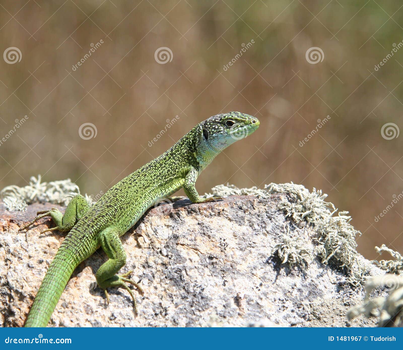 Groene Hagedis op een rots stock afbeelding. Image of hagedis - 1481967