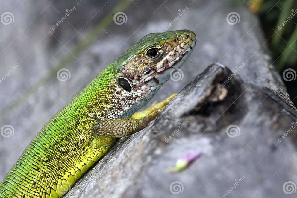 Groene Hagedis/viridis Lacerta Stock Foto - Image of patroon, portret ...