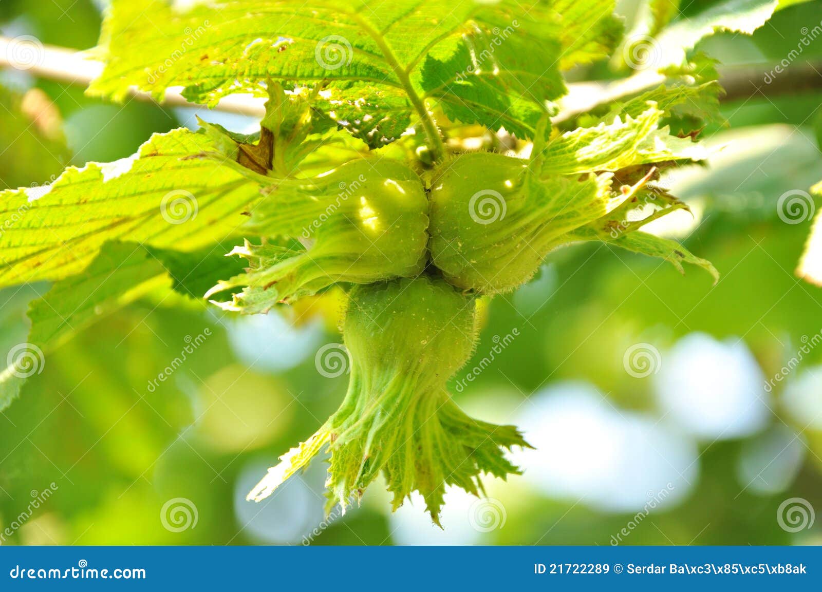 Groene Hazelnoot stock afbeelding. Image of vrucht, schijfje - 21722289