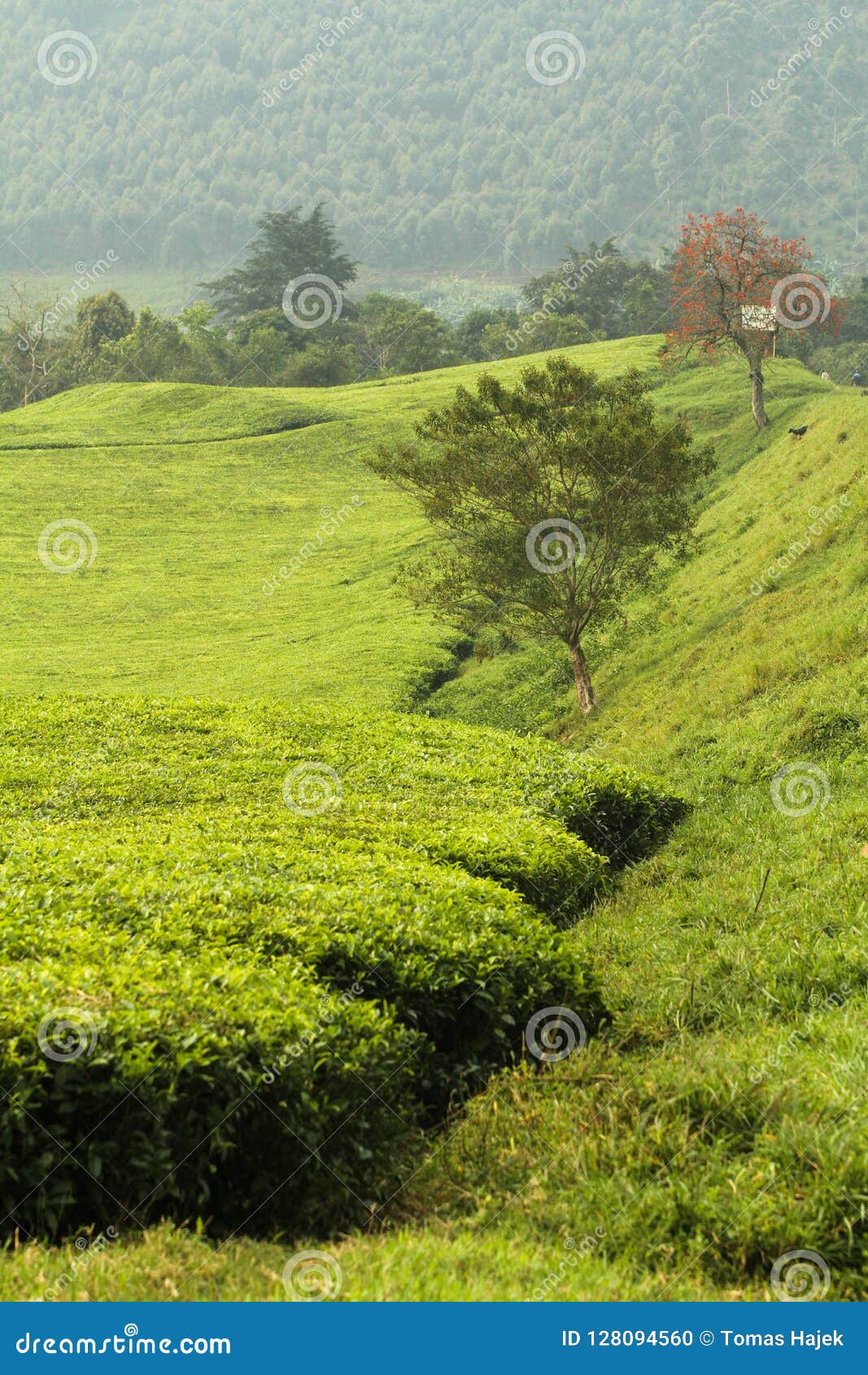 Groene heuvels in Oeganda stock foto. Image of heuvels - 128094560