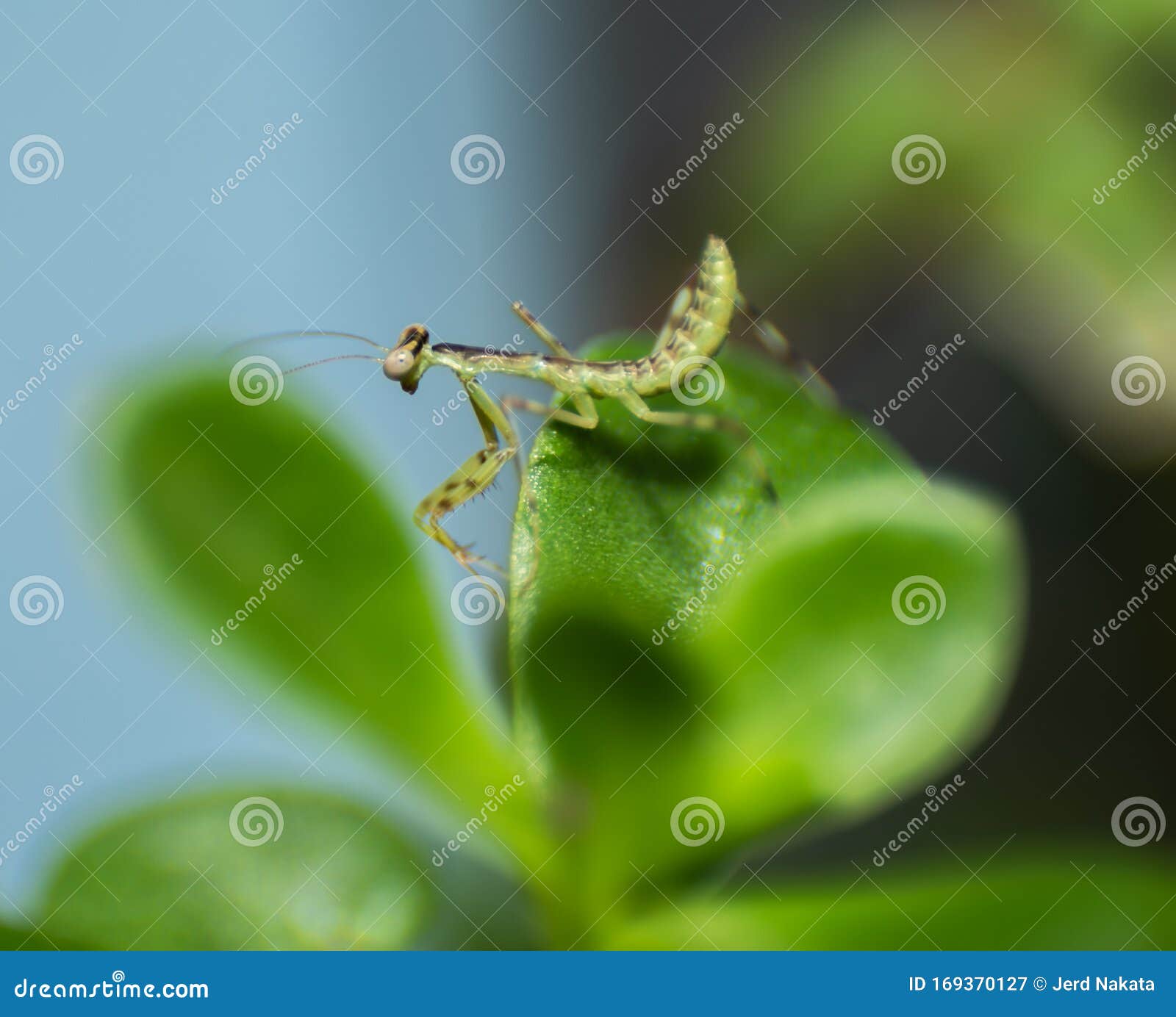 Groene Insect Op Een Bloemblad Met Macroshot Stock Afbeelding - Image ...