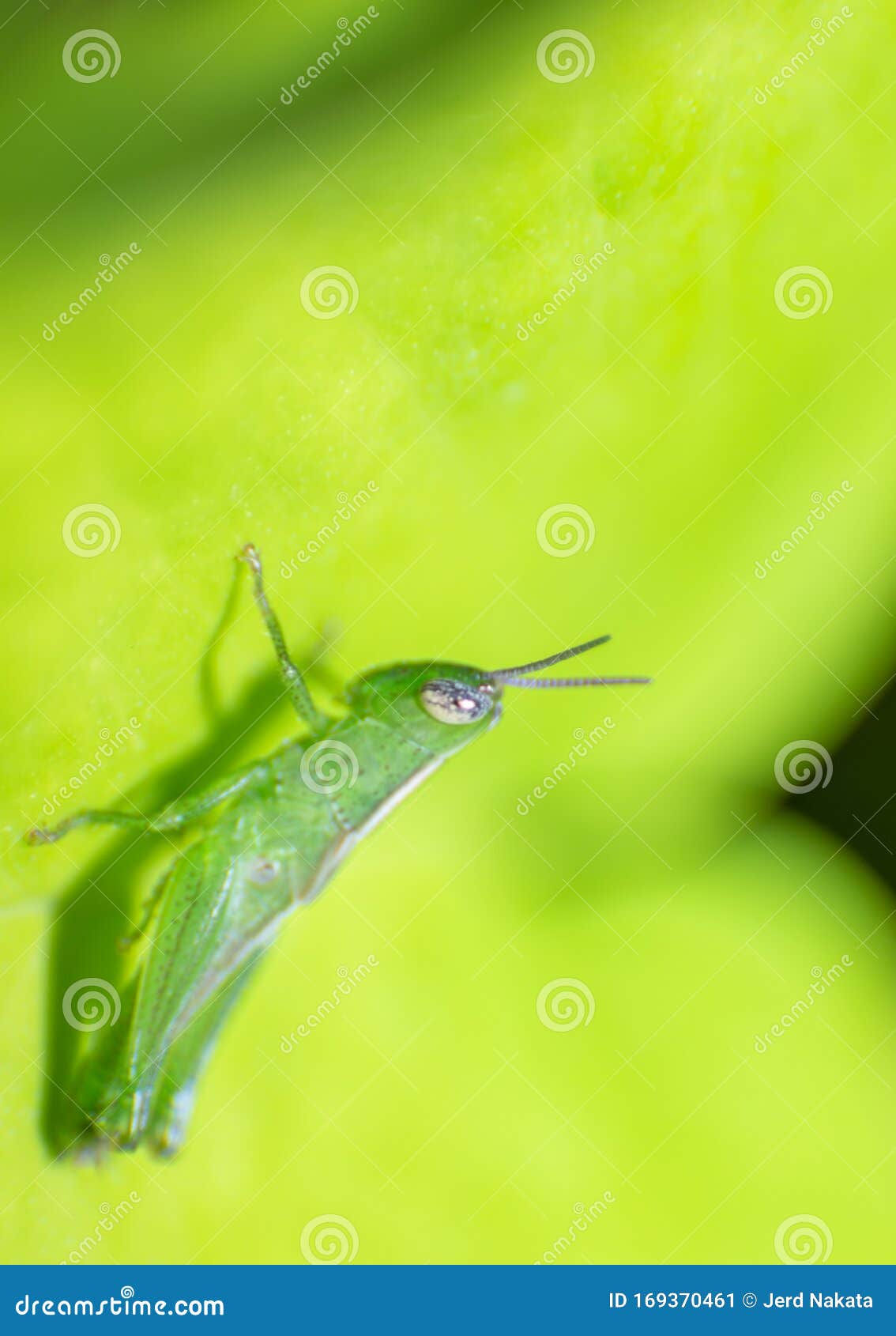 Groene Insect Op Een Bloemblad Met Macroshot Stock Afbeelding - Image ...