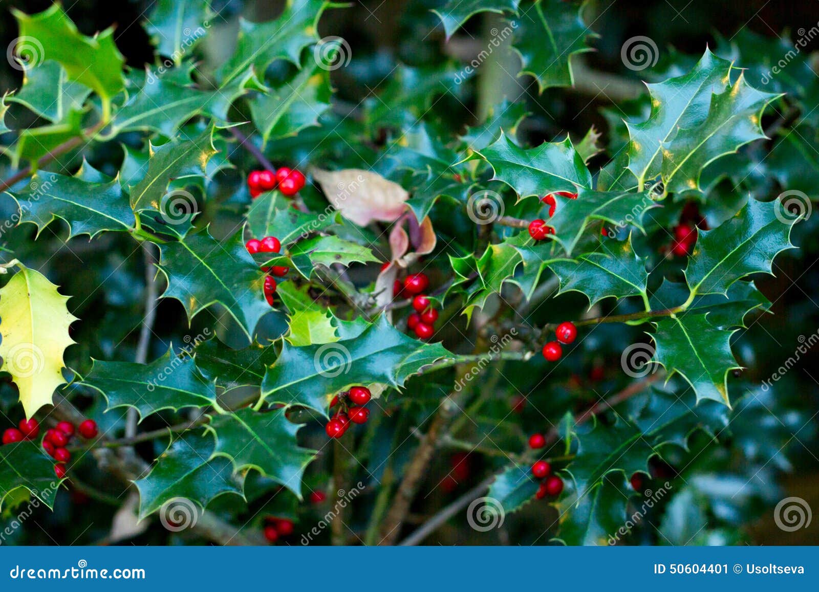 Groene Installatie Met Rode Bessen Stock Afbeelding - Image of verrijkt ...