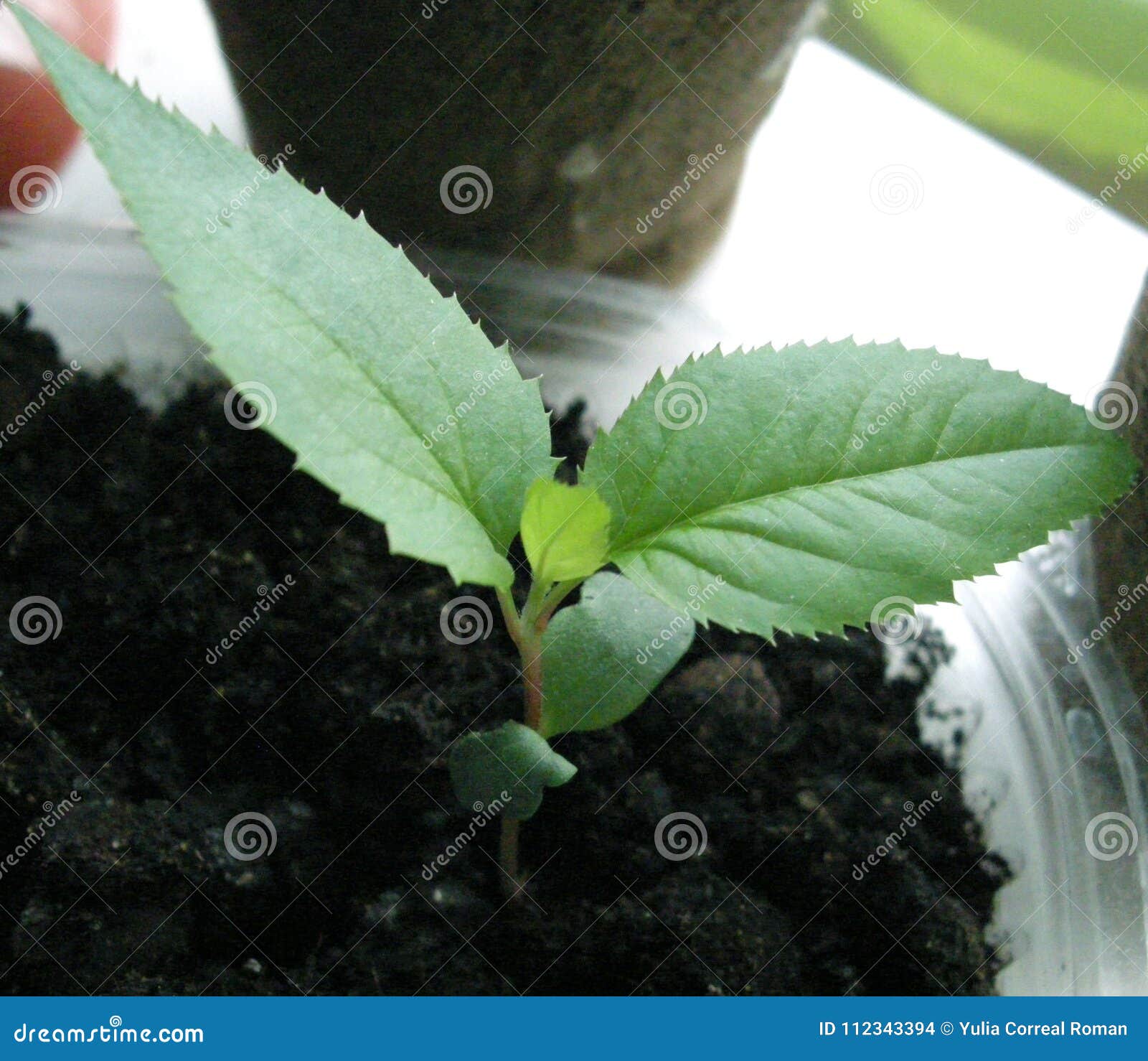 Groene Jonge Spruit in De Pot Stock Foto - Image of gezondheid, lucht ...