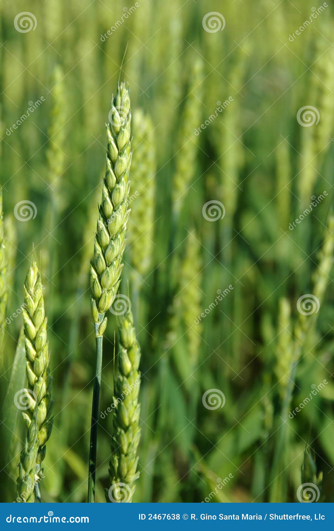 Groene Jonge Tarwe stock foto. Image of stro, landbouwbedrijf - 2467638