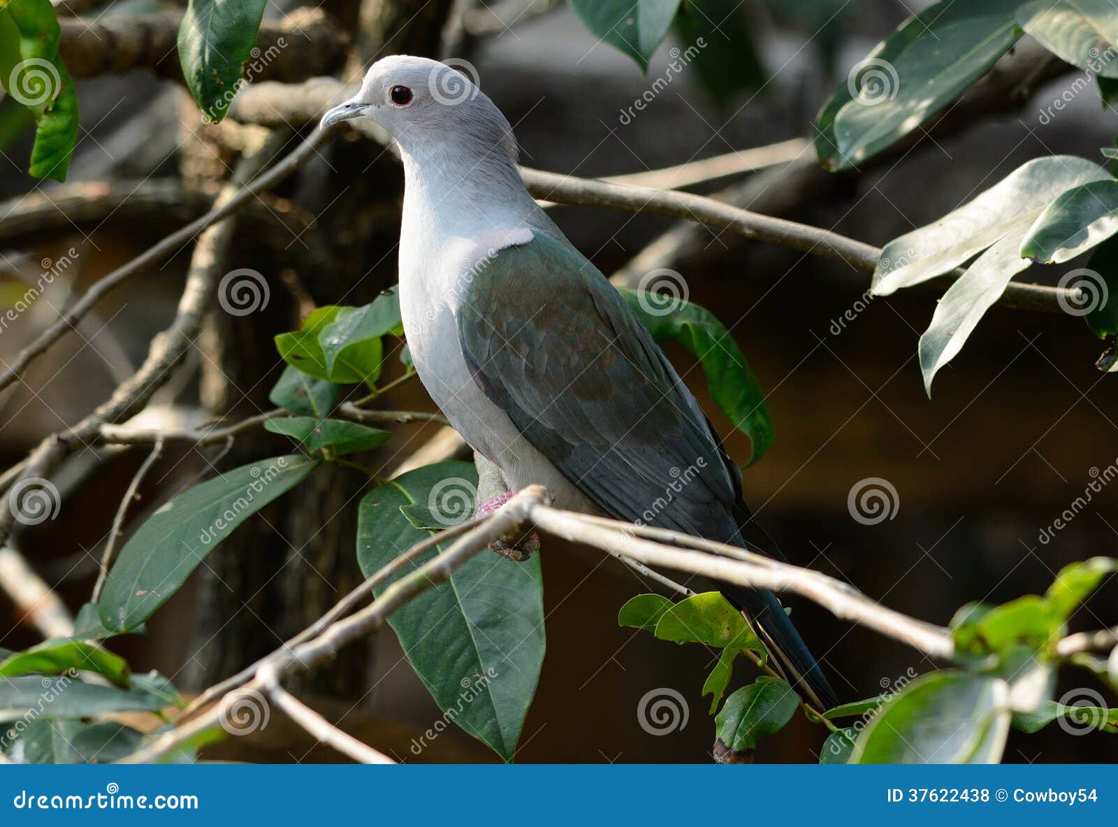 Groene Keizerduif (Ducula-aenea) Stock Foto - Image of multi, kleurrijk: 37622438