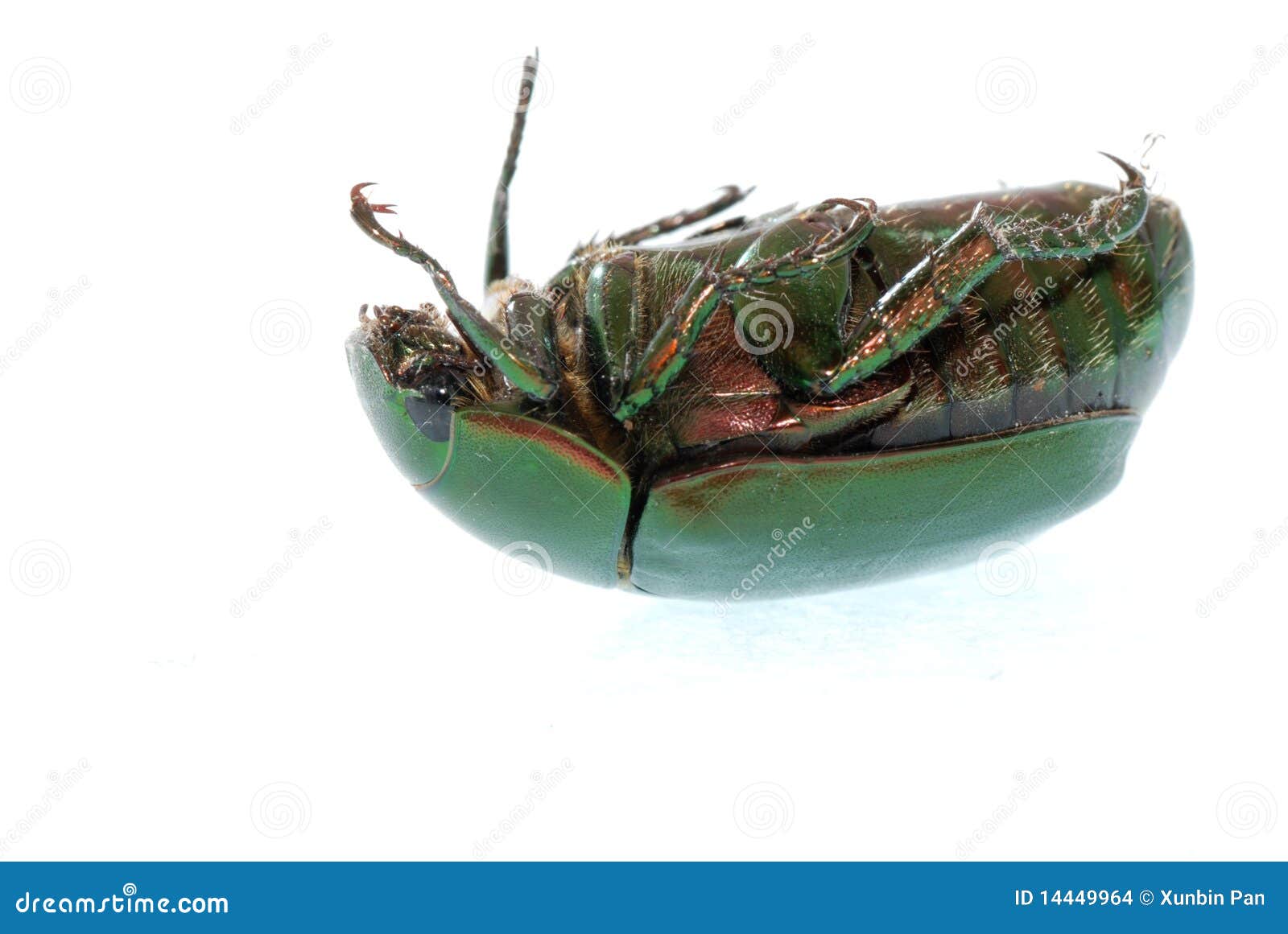 Groene kever stock foto. Image of vliegen, kleur, vers - 14449964