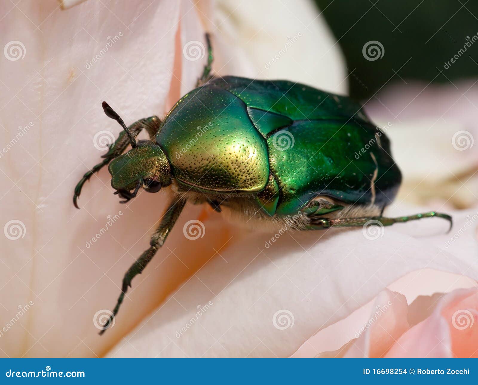 Groene kever stock foto. Image of entomologie, insect - 16698254