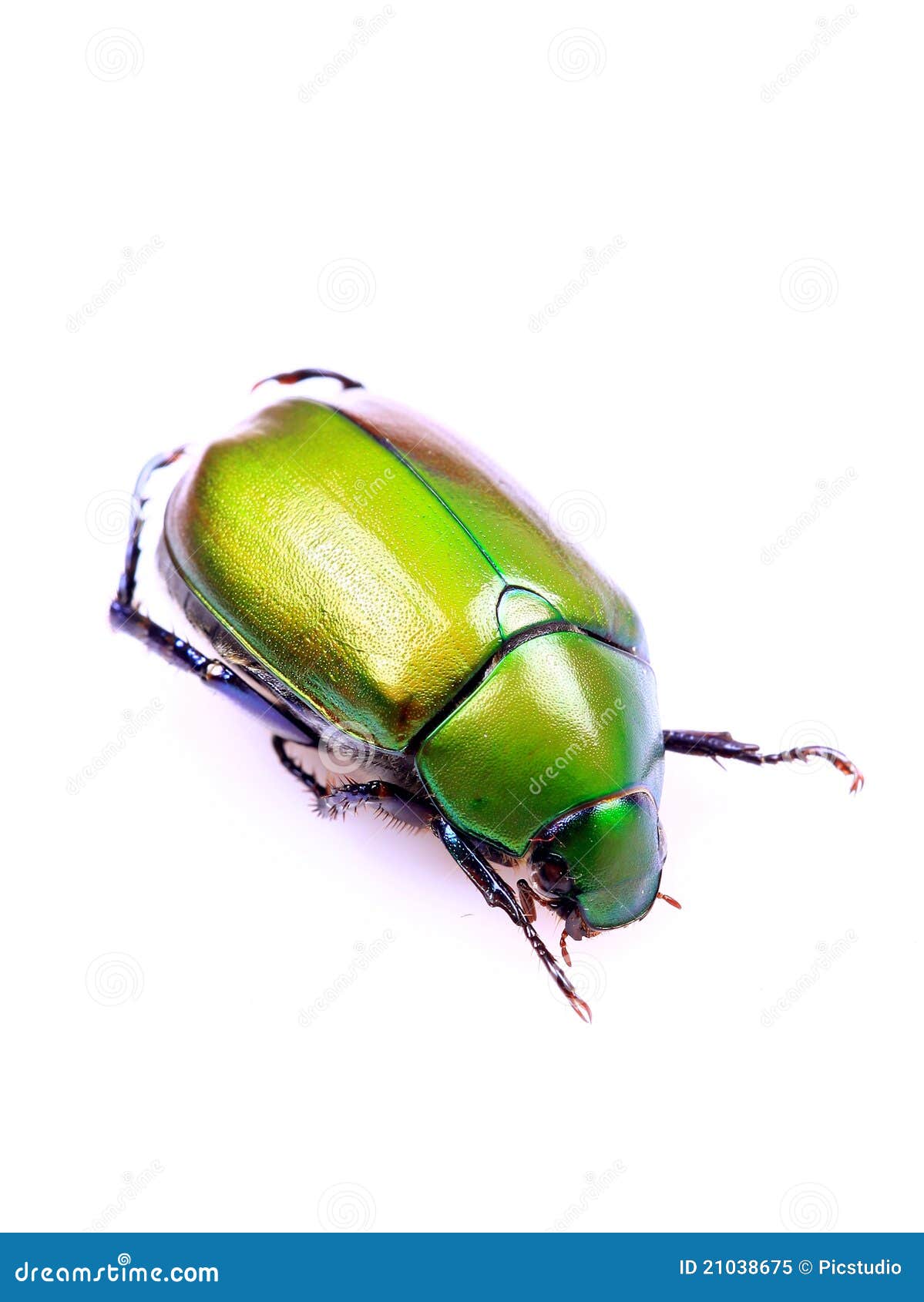 Groene kever stock afbeelding. Image of klein, schenen - 21038675