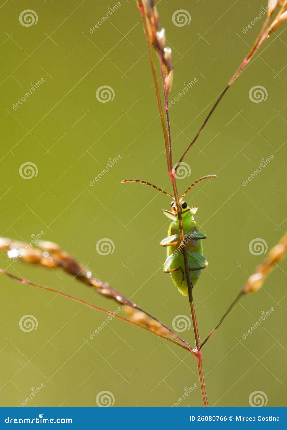 Groene kever stock foto. Image of grasping, gedetailleerd - 26080766