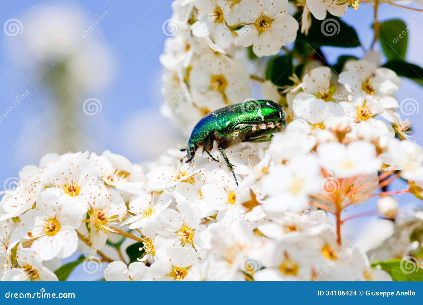 Groene kever stock foto. Image of achtergrond, lang, buiten - 34186424