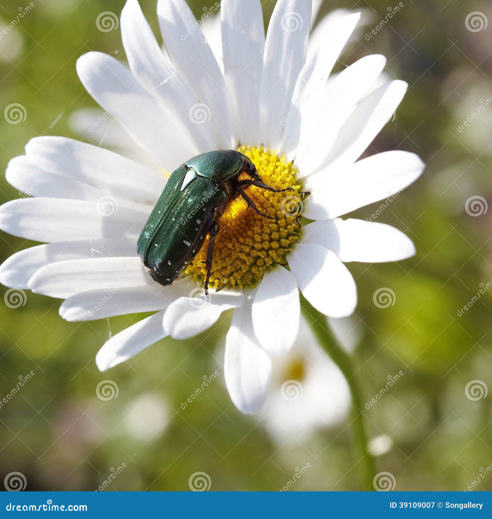 Groene Kever stock afbeelding. Image of vierkant, macro - 39109007