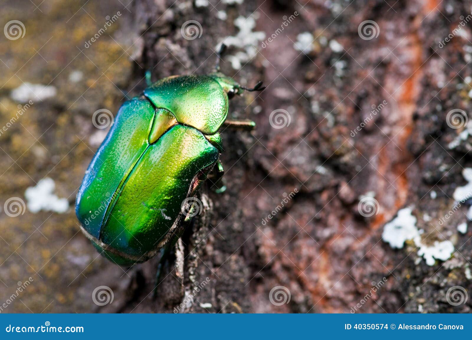 Groene kever stock foto. Image of metaal, vrachtwagen - 40350574