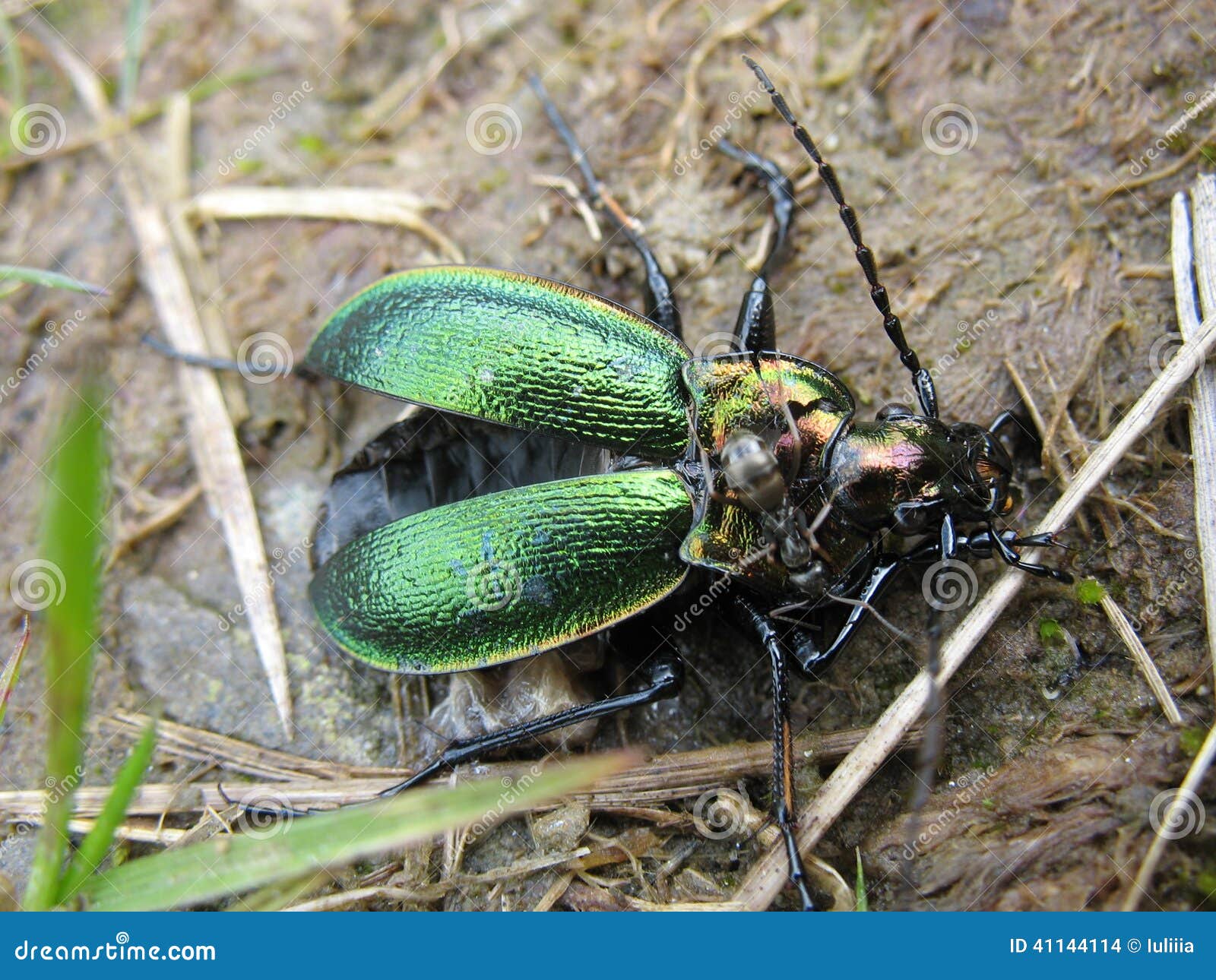 Groene kever stock foto. Image of kleuren, poten, fluorescerend - 41144114